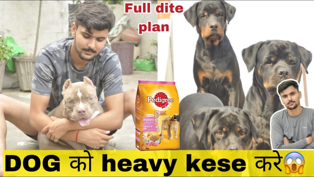 Dog ko heavy केसे kre😱full dite plan of my dogs 😍#faujikennel - YouTube