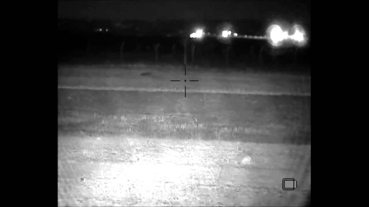 Fox with Drone Pro and 500mw Laser - YouTube