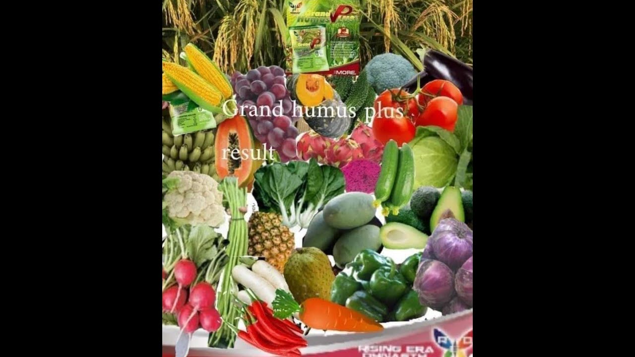 PAANO GAMITIN ANG GRAND HUMUS PLUS SA MAIS - YouTube