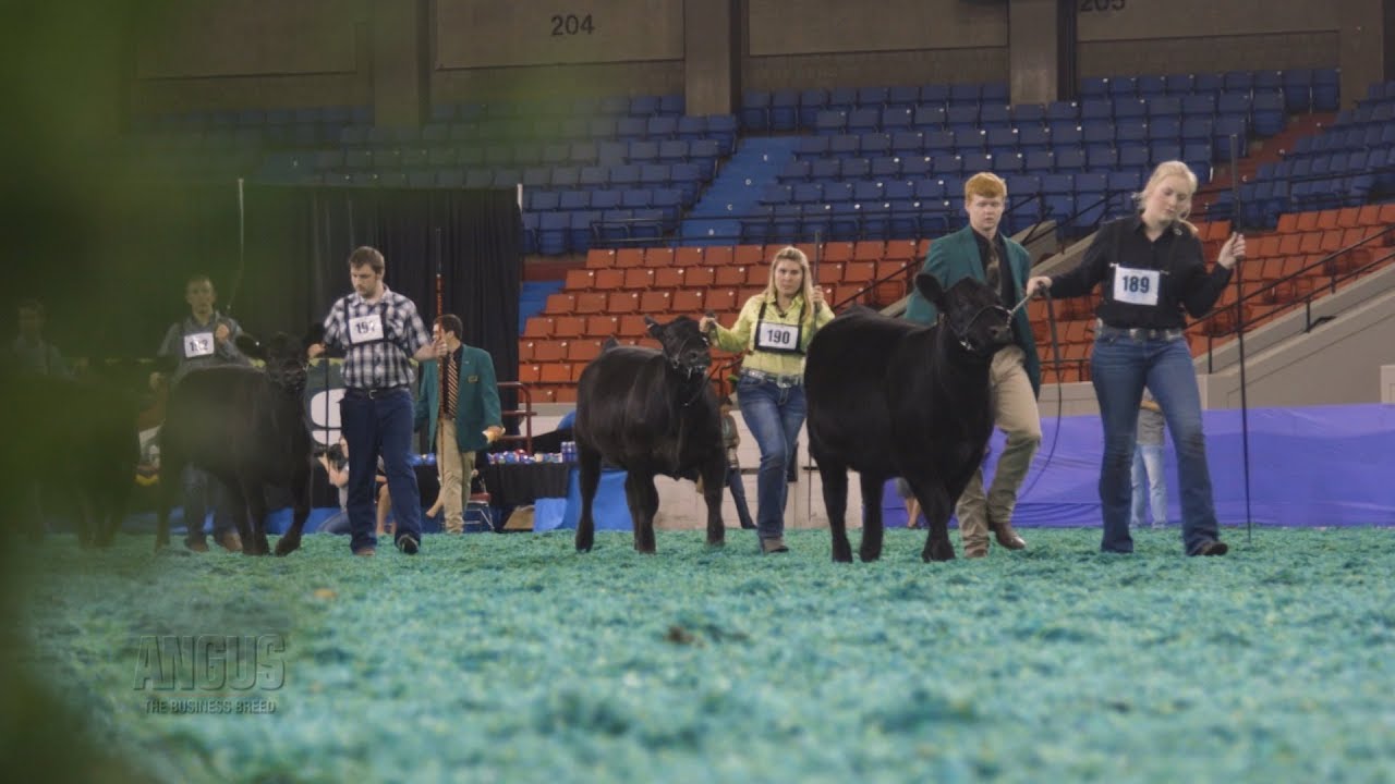 NJAS 2019 - National Junior Angus Show - YouTube