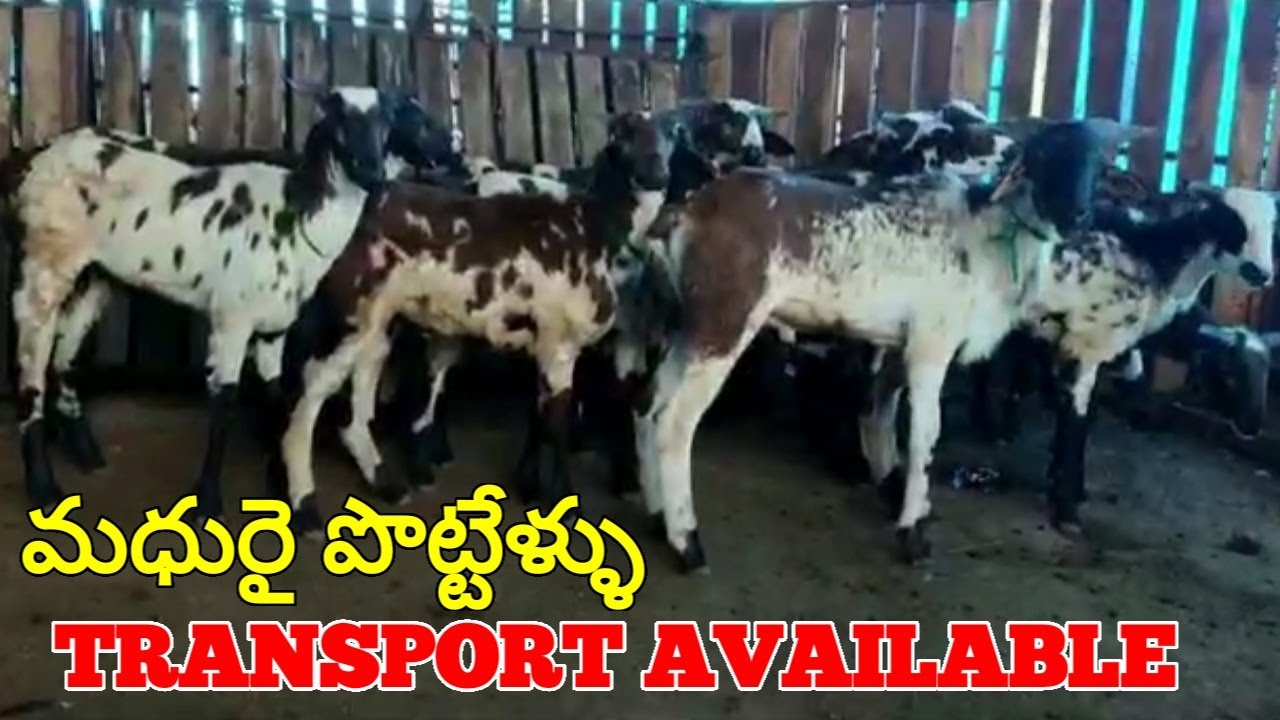 Vembur breed sheep 9063303333 పొట్టేళ్ళు sheep farming videos - YouTube