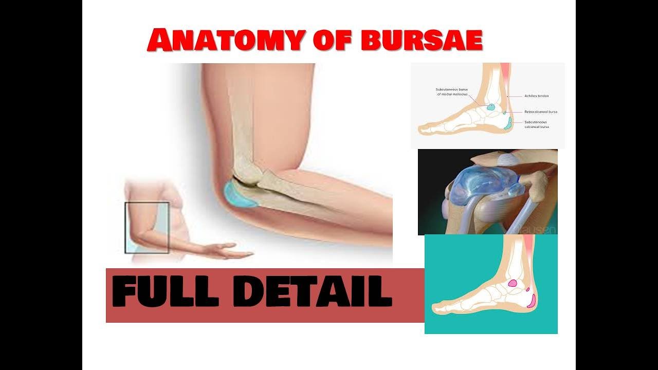 Anatomy Of Bursae full Detail including Research And Microscopic anatomy-of-bursae-full-detail-including-research-and-microscopic