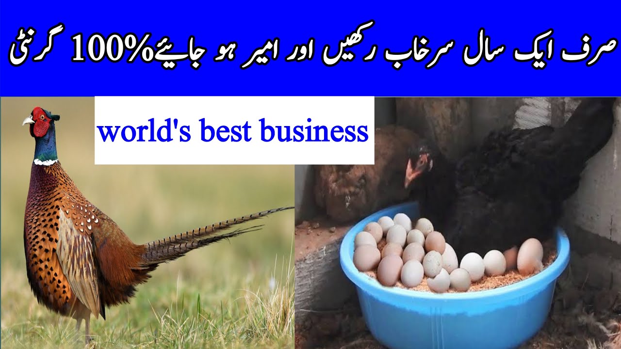 surkhab bird farming | Surkhab birds ka breeding season kab start hota ...