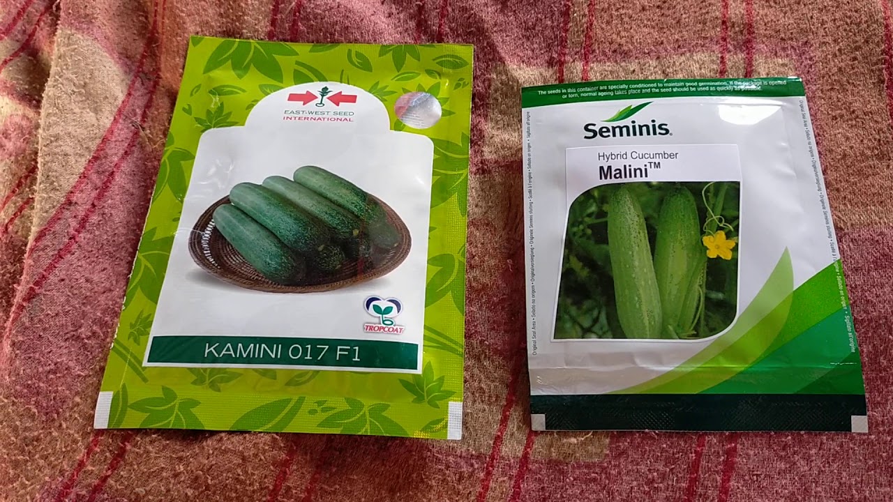 khera Ka best seeds - YouTube