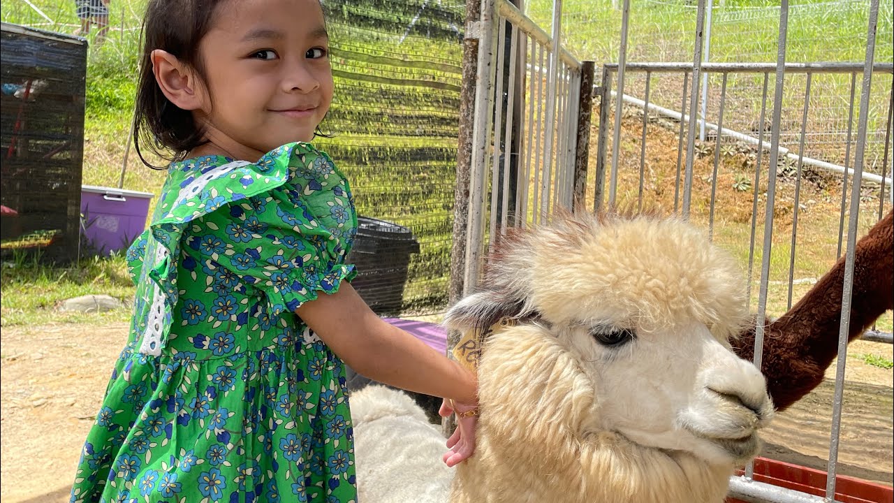 Alpaca Club x Rabbit Farm - YouTube