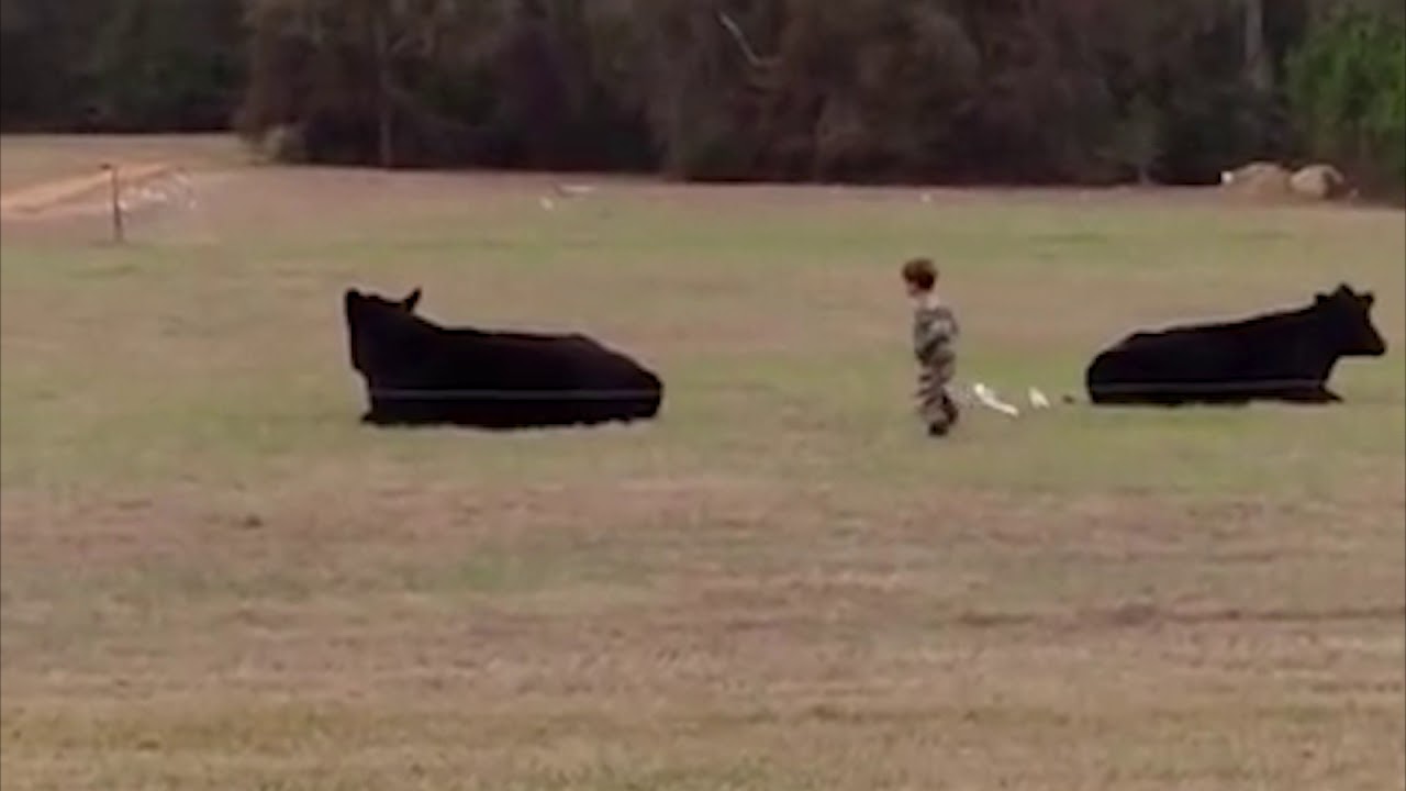 Bull Kid 2 - YouTube Music