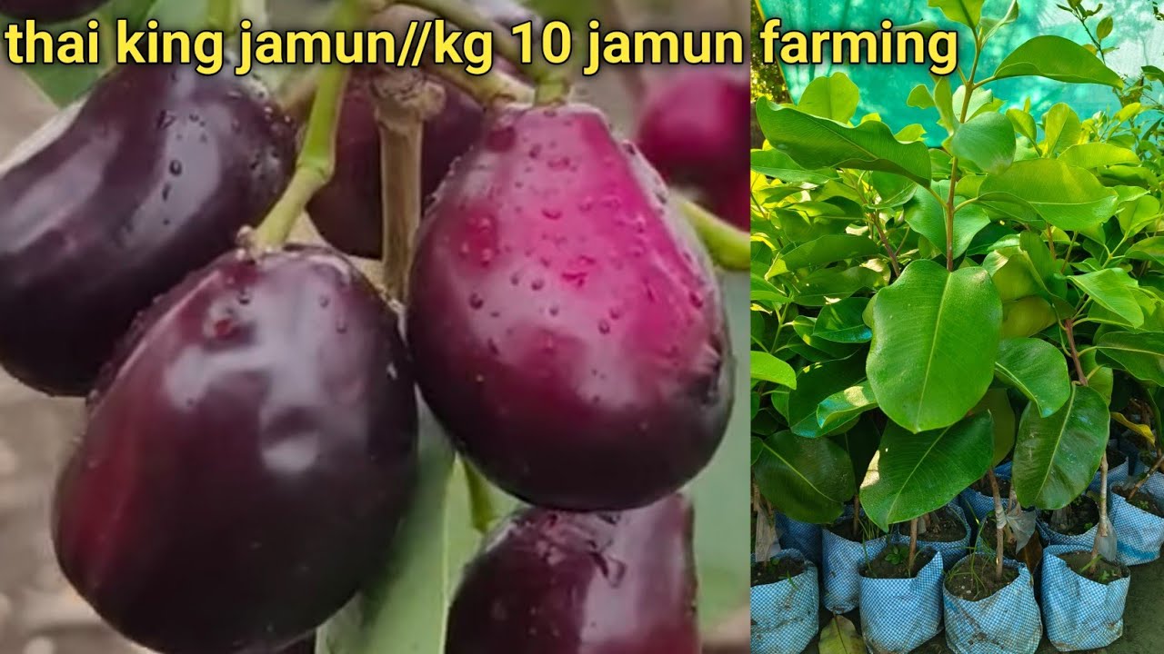 kg 10 jamun//thai king jamun plant farming - YouTube