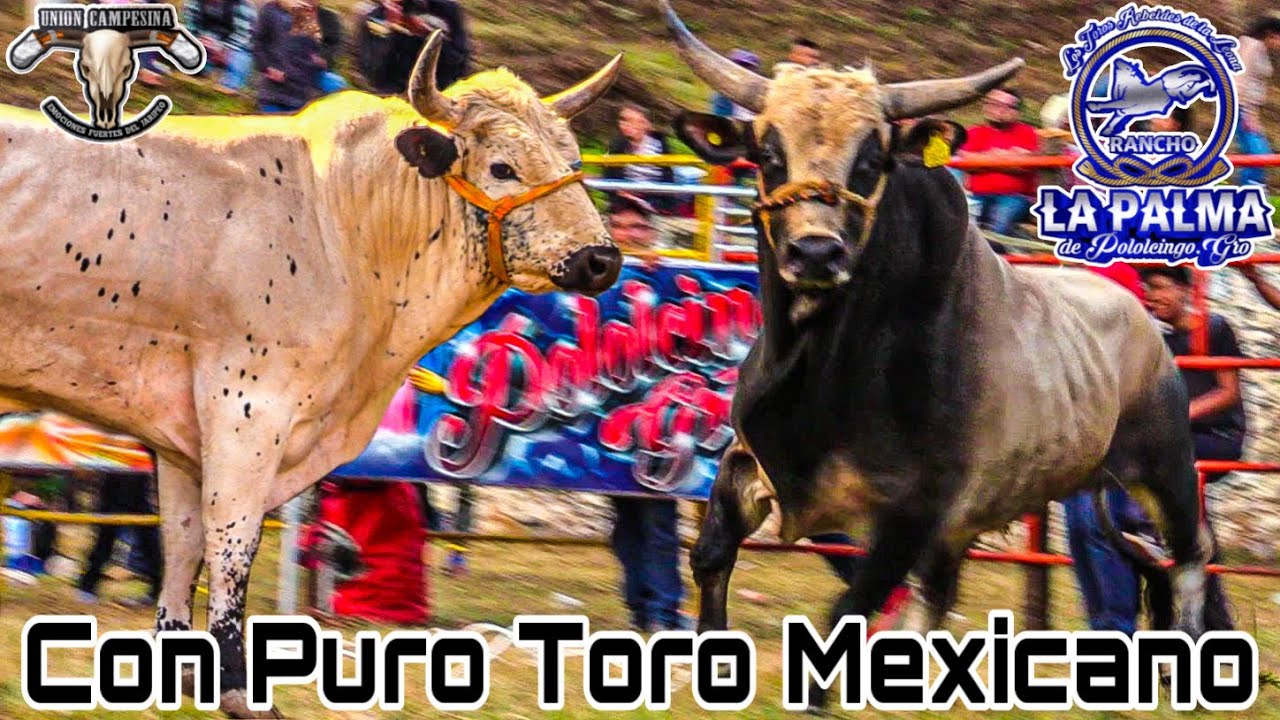Con Puro Toro Mexicano 🇲🇽 Rancho La Palma de Pololcingo GRO en Napizaro ...
