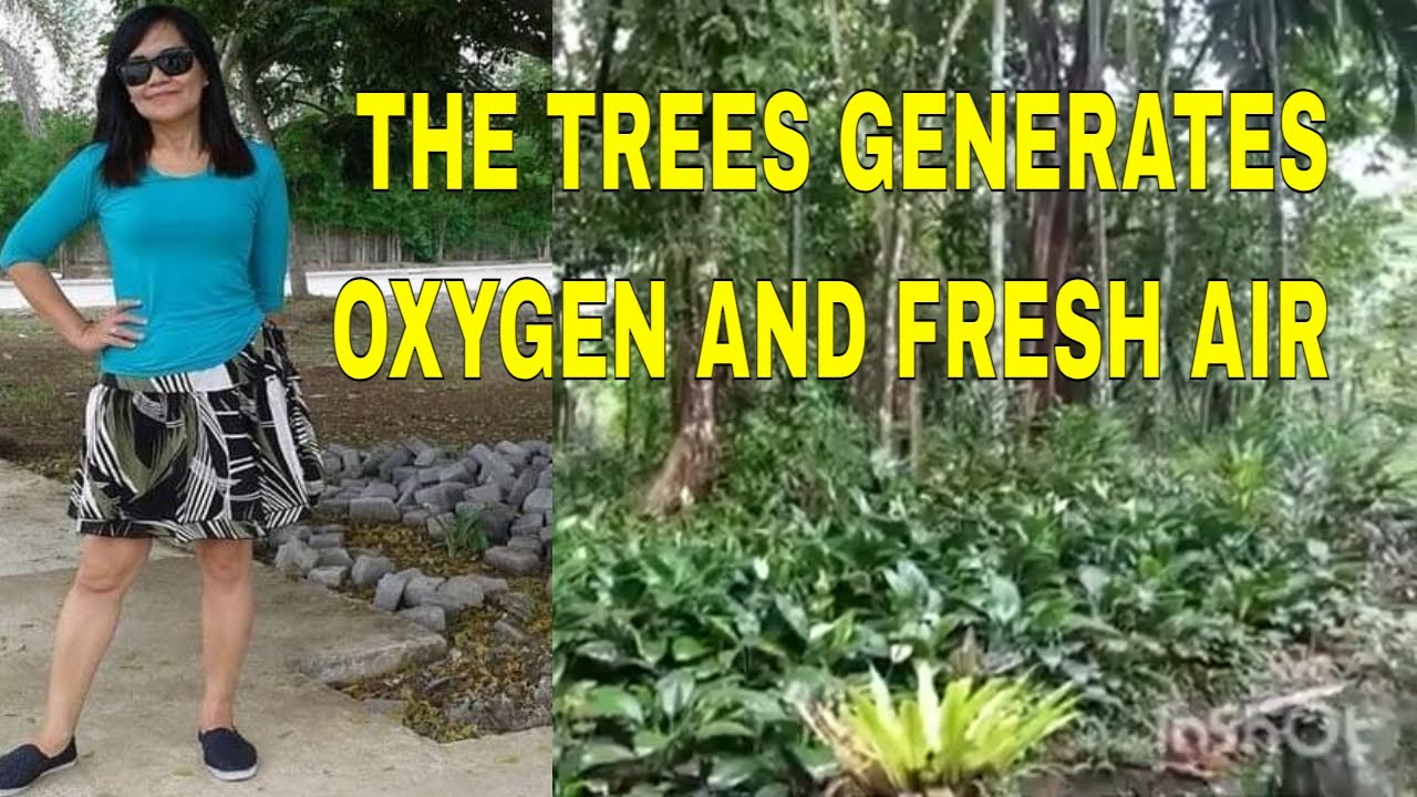 Vlog #721 The Trees Generates Oxygen And Fresh Air In The Forest - YouTube