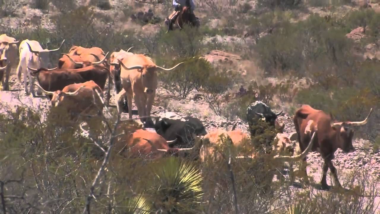 Longhorn roundup - YouTube