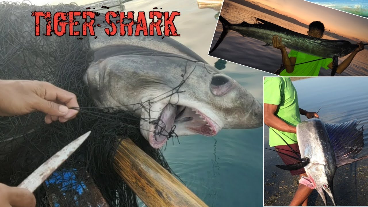 MORNING FISHING |PAMO | Unexpected Catch Nakahuli kami ng PATING at ...