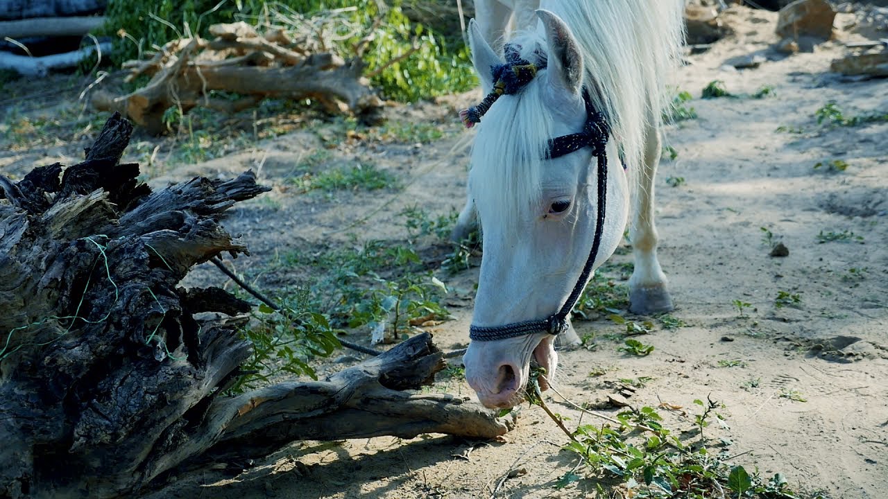 सफ़ेद घोडा.White Horse Eating Grass.Safed Ghoda.Indian Horse.Marwadi ...