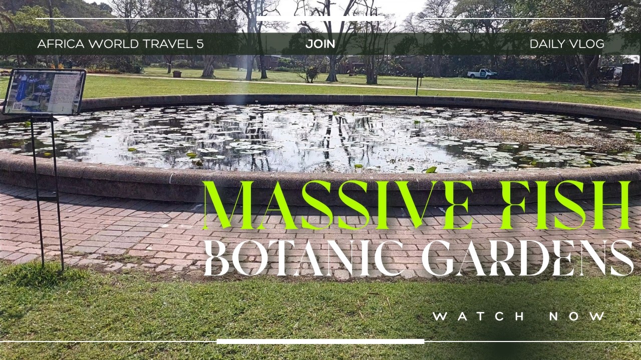 MASSIVE Fish Hiding in Botanic Gardens Ponds - Daily vlog - YouTube