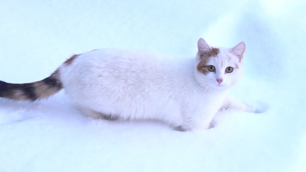 Friendly cats in the snow in strong frosty morning - YouTube