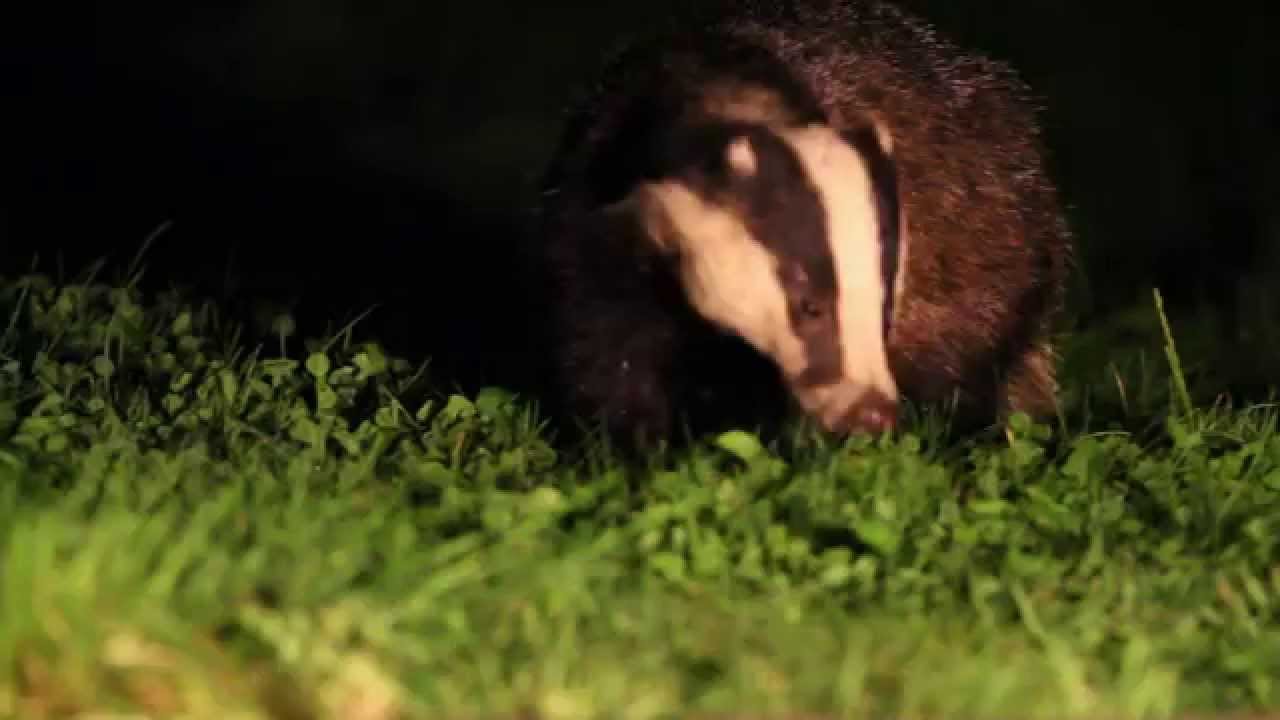 badger feeding - YouTube