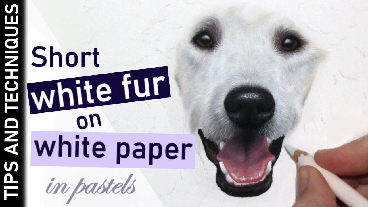 How to draw short white fur on white paper in pastels | White Poodle ...