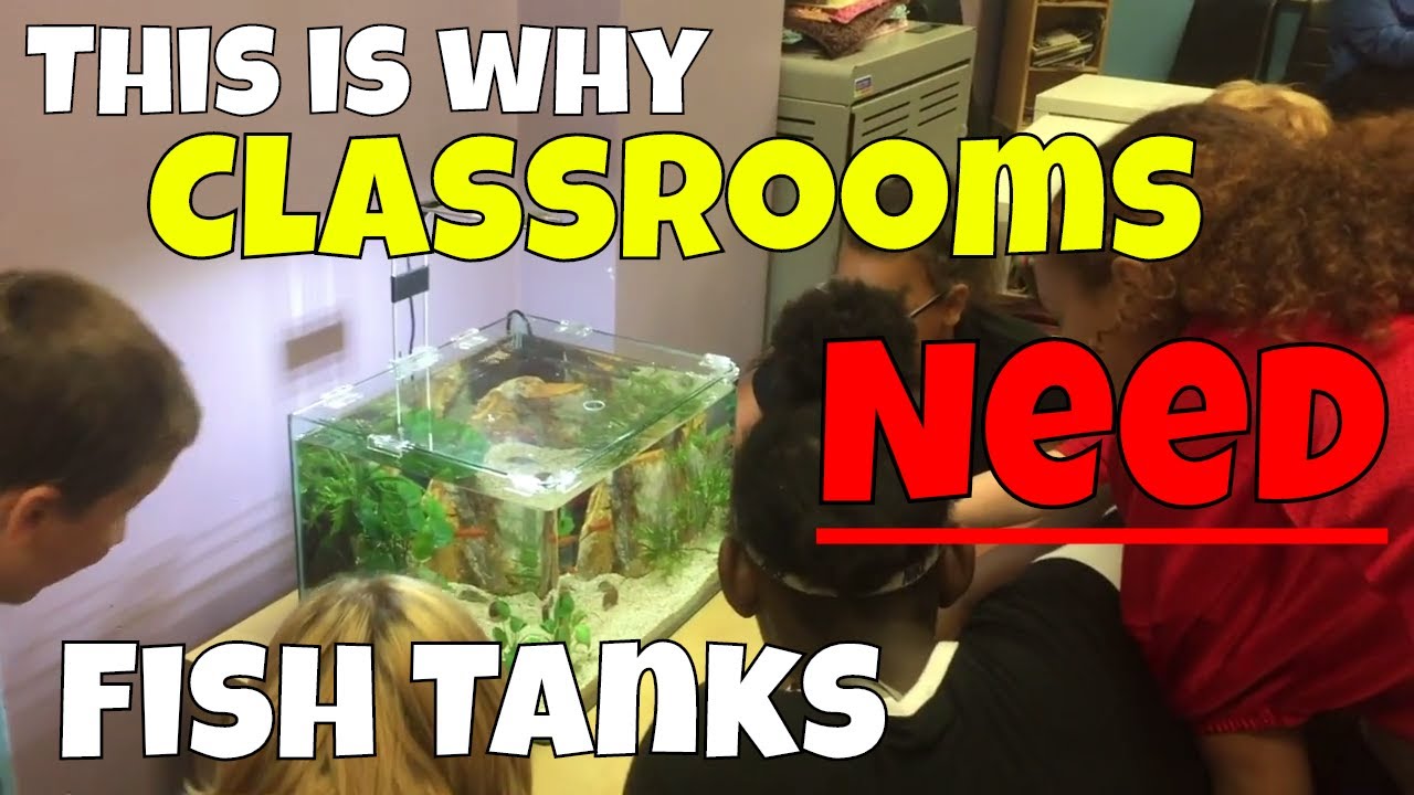 How This Classroom Of 5th Graders React To Their New Fish Tank How This Classroom Of 5th Graders React To Their New Fish Tank