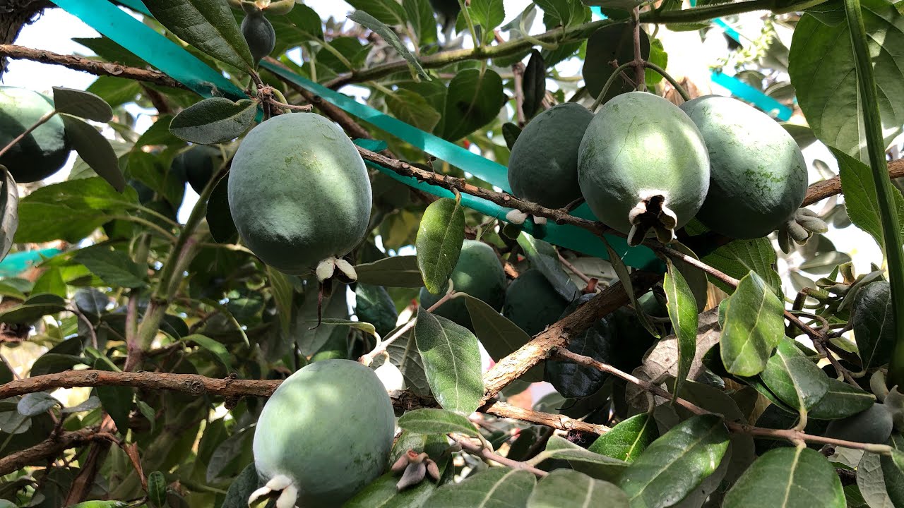 Guayaba Arbol El Tesoro Tropical De México: La Guayaba | Secretaría