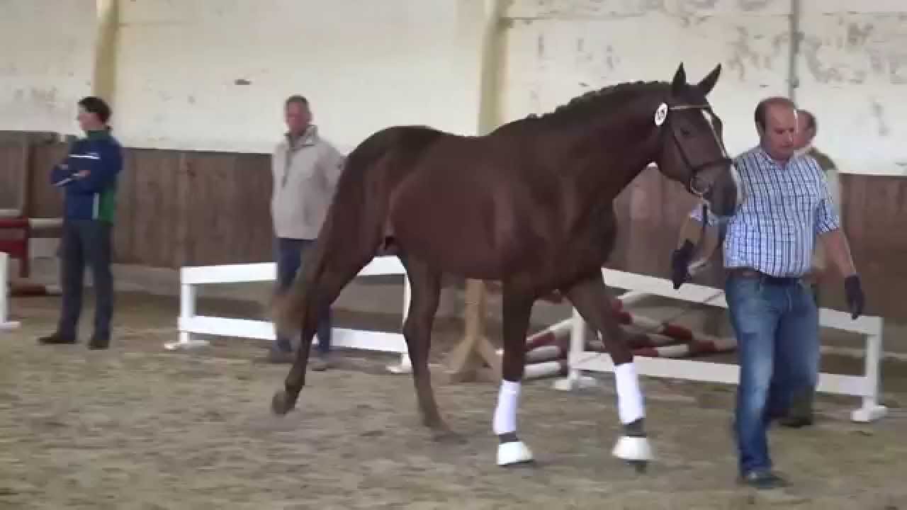 Don Frederic-Weltmeyer stallion * 2013 - YouTube