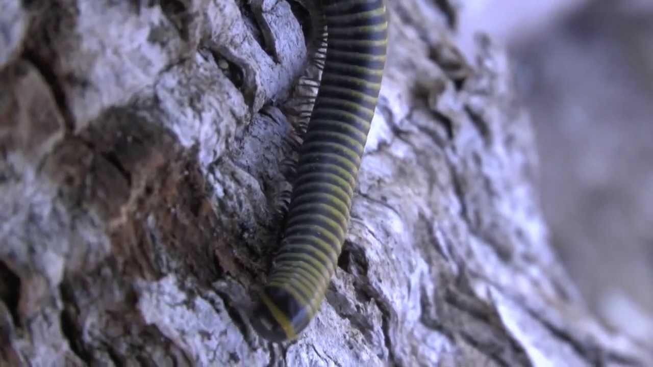 Gongolí Bandiamarillo (Anadenobolus monilicornis) Yellow-banded ...