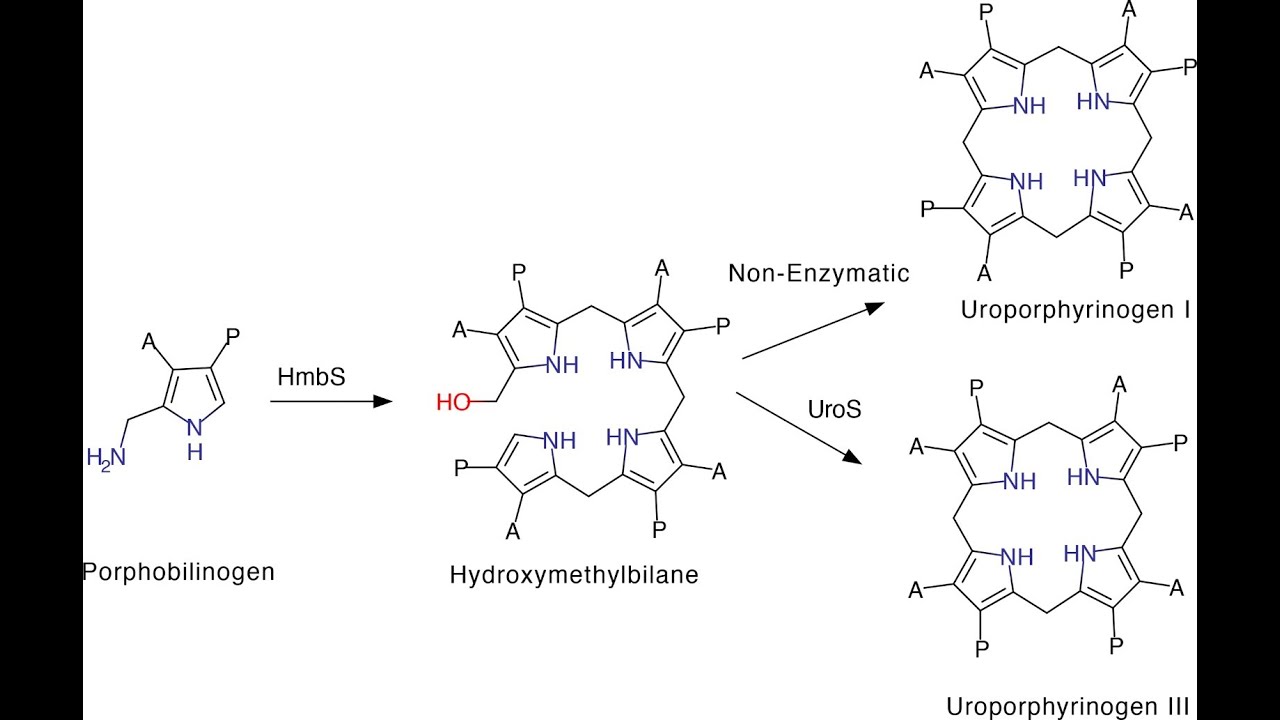 Uroporphyrinogen I ; Definition, Structure, Formation, Application in ...