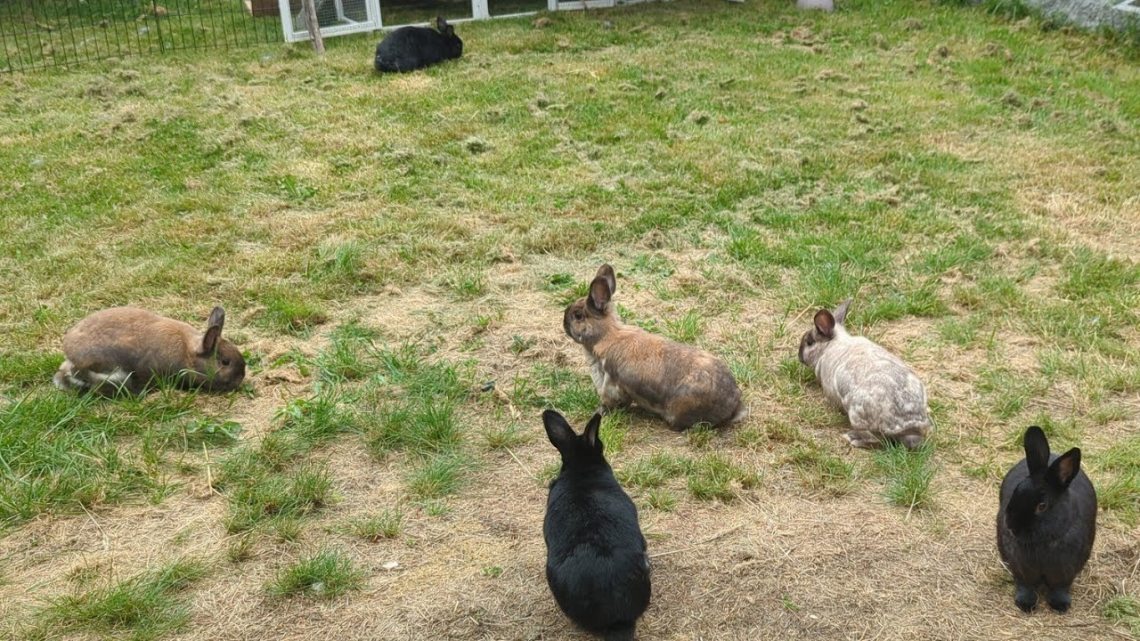 So Many Bunny Binkies - YouTube