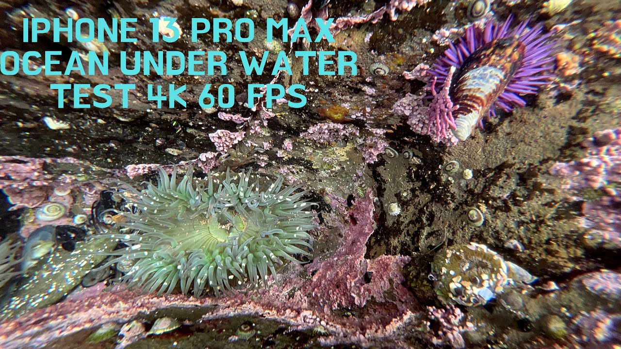 iPhone 13 Pro Max Ocean Underwater Test 4K 60 fps - YouTube