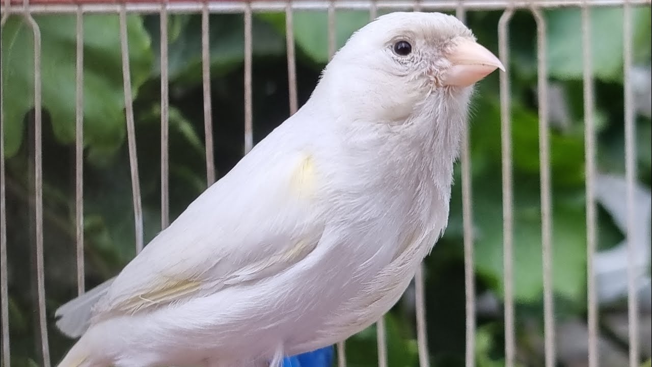 Beautiful White Canary Bird Singing Song Strong Sounds For Training ...