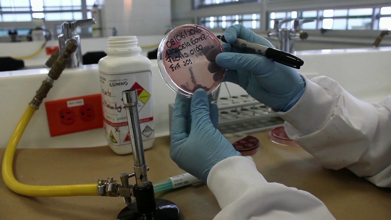 Técnicas de Siembra En Medios de Cultivo: Estría - YouTube