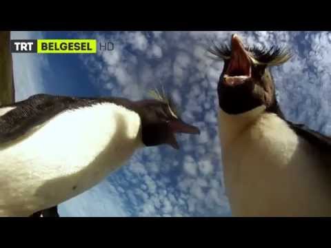 Penguenler Sürüdeki Casus - Fragman - TRT Belgesel