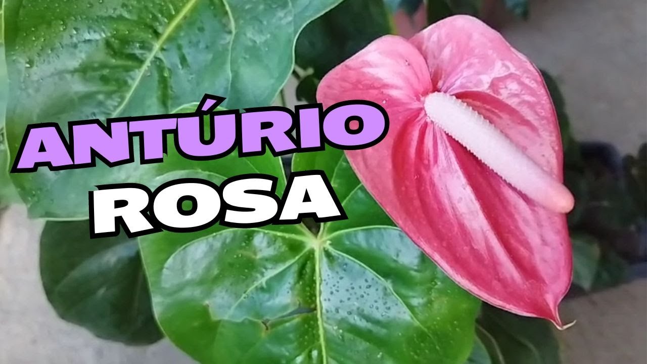 ANTÚRIO ROSA (Anthurium andraeanum ) DICAS DE CULTIVO - YouTube