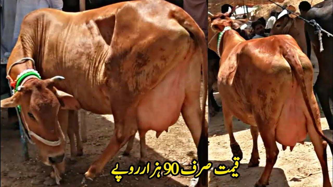 Low Cost Desi Sahiwal Friesian Cross Breed Cow In Maweshi Mandi Gojra ...