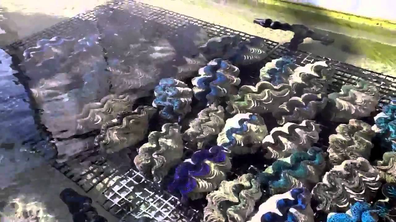 Maxima Clams-Super Ultra Grade - YouTube