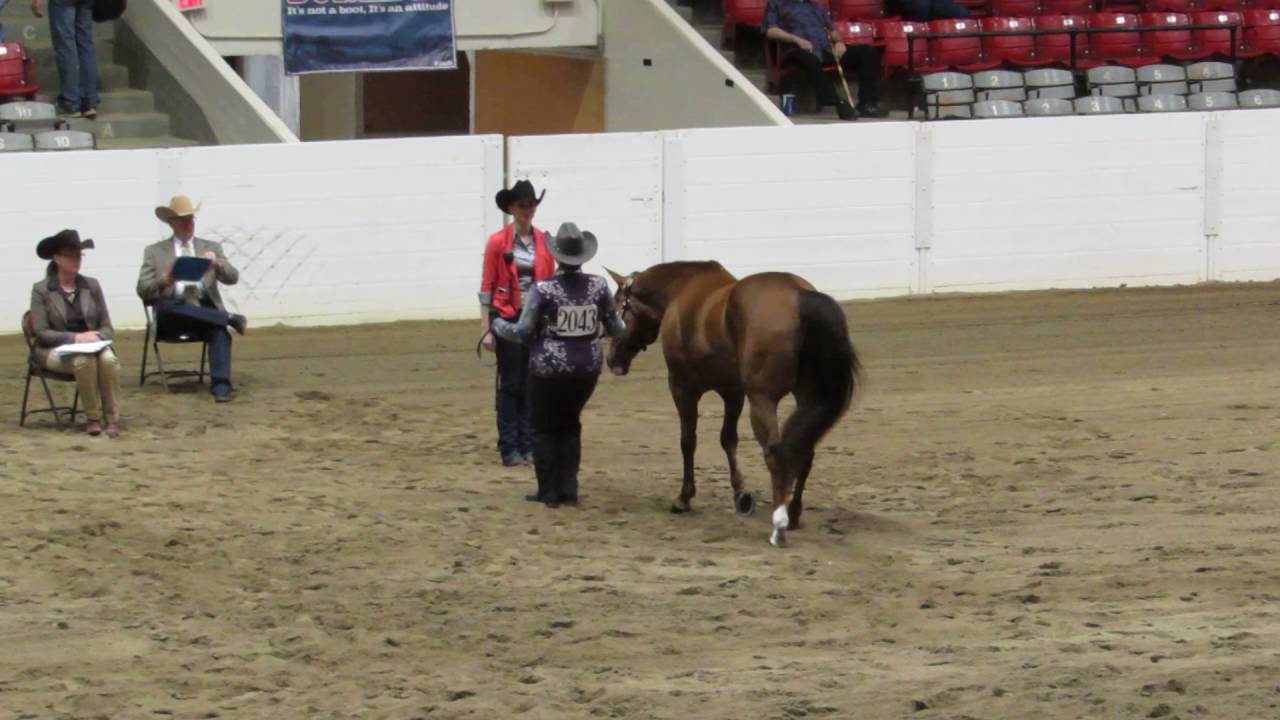 2016 AAYHS Pony Showmanship Championship - YouTube