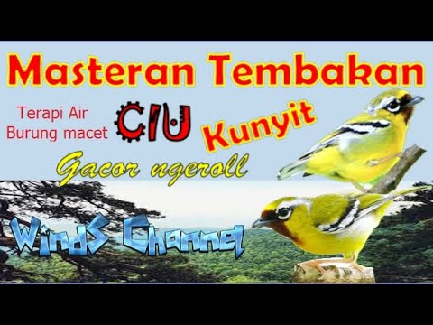 Masteran Tembakan CIU Kunyit gacor | #kicaumania #kicau  #burungkicau #kicauburung #ciukunyit