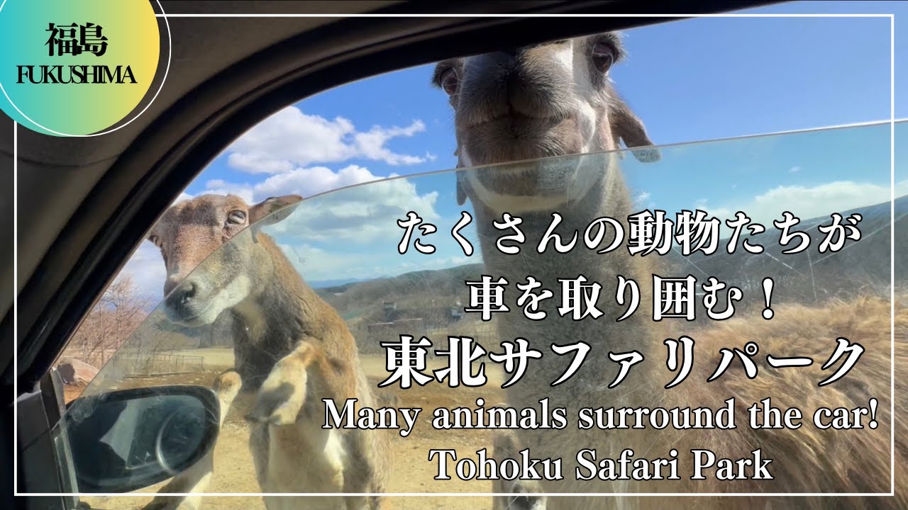たくさんの動物たちが車を取り囲む！ 東北サファリパーク Many animals surround the car! Tohoku ...