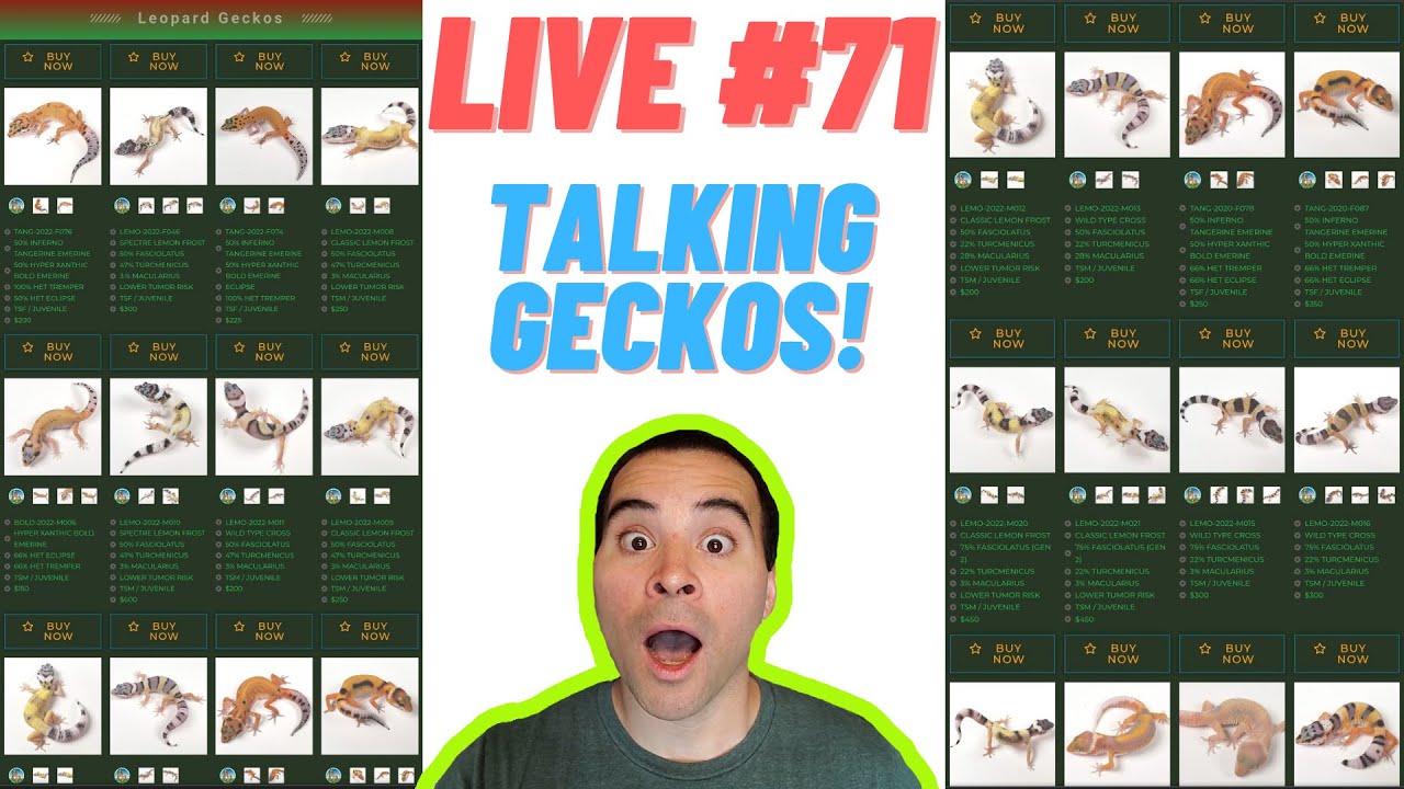 Showing Babies | Talking Geckos | (Live #71) - YouTube