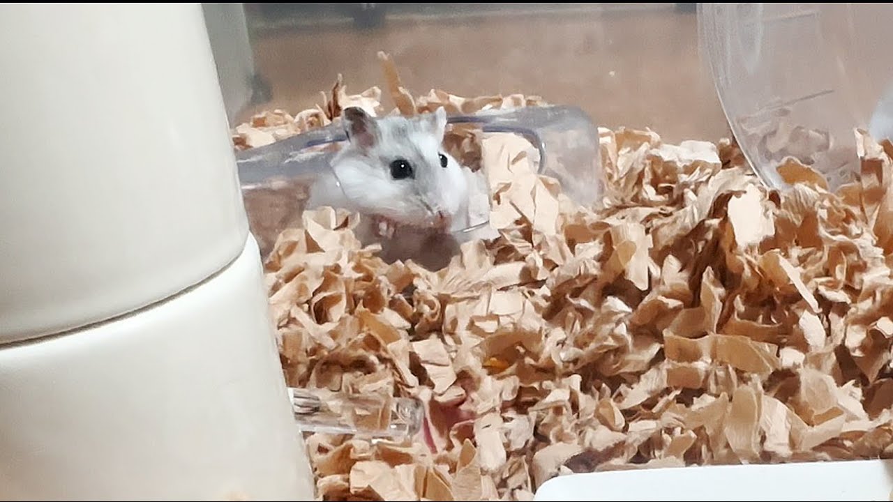 【ハムスター】スクスク成長してるパールドワーフハムスター【4K】Pearl dwarf hamster growing rapidly ...
