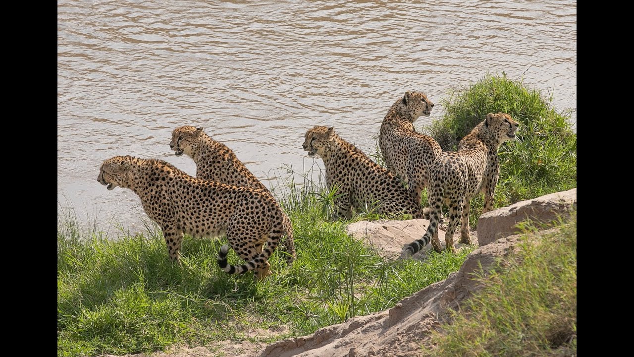 Tano Bora - The fast 5 Cheetahs Decide whether to Cross or not - YouTube