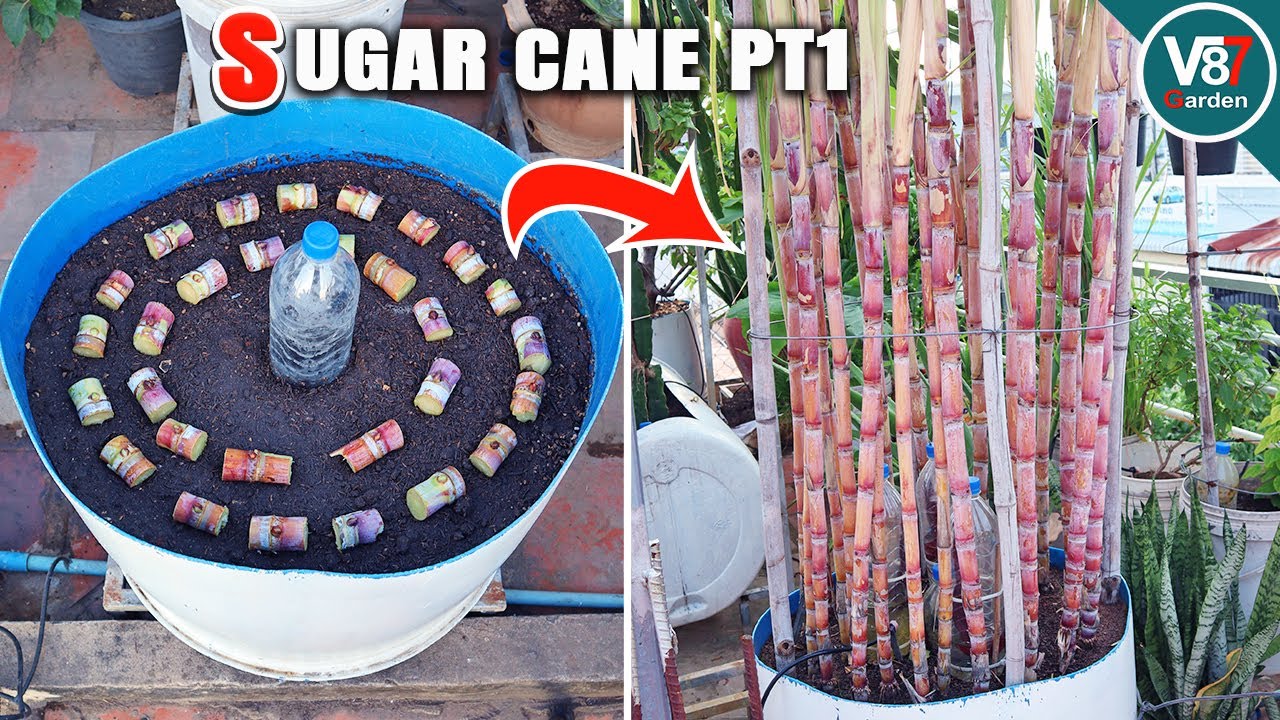 How to Successfully Grow Sugar Cane in Containers at Home: Step-by-Step ...