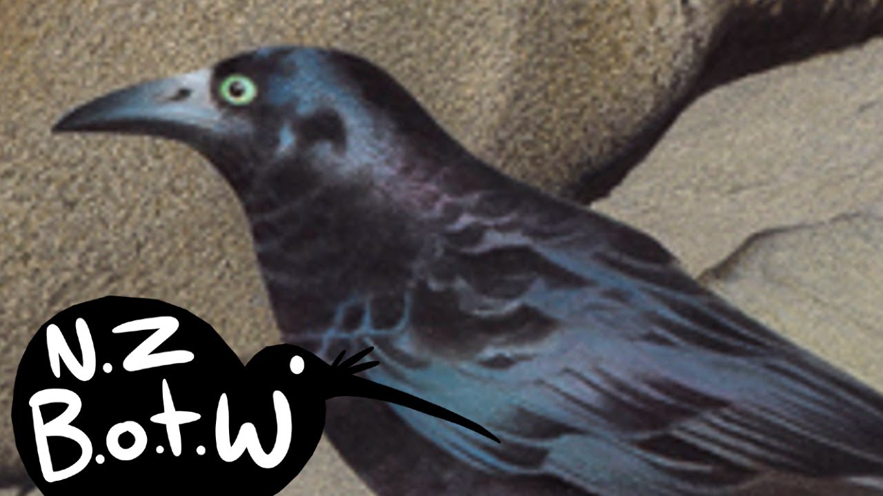 Chatham Island raven - New Zealand Bird of the Week - YouTube
