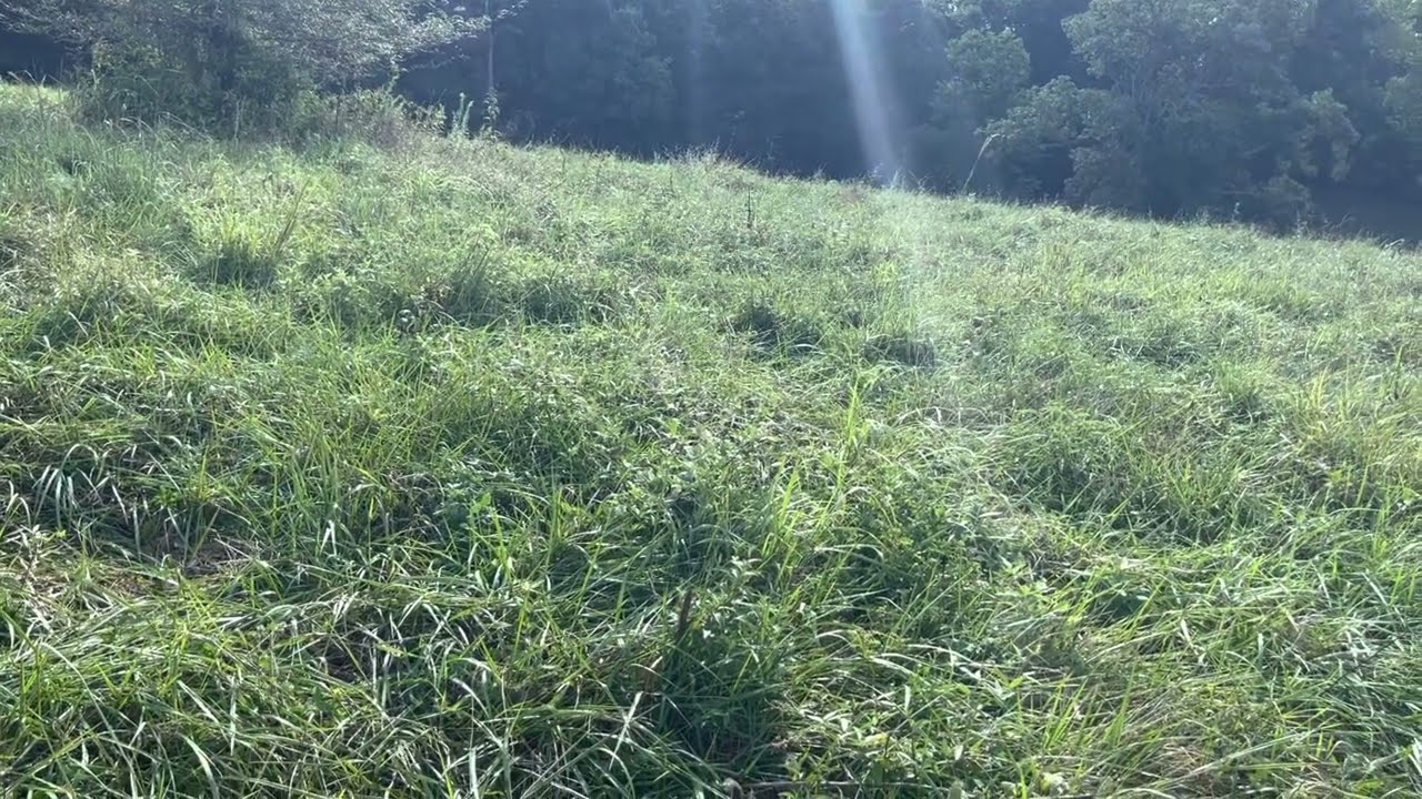 100% cedar ridge turned into quality pasture using this method. - YouTube