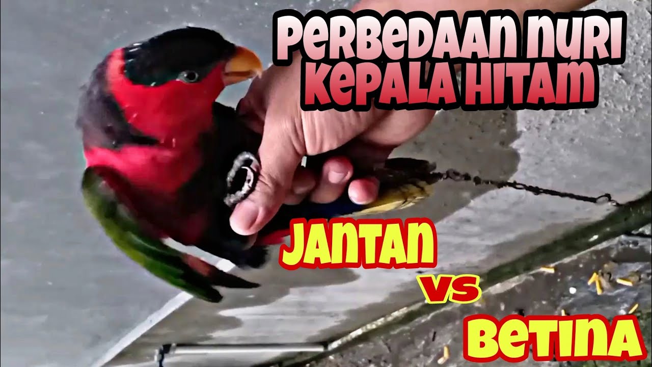 Burung Nuri Kepala Hitam