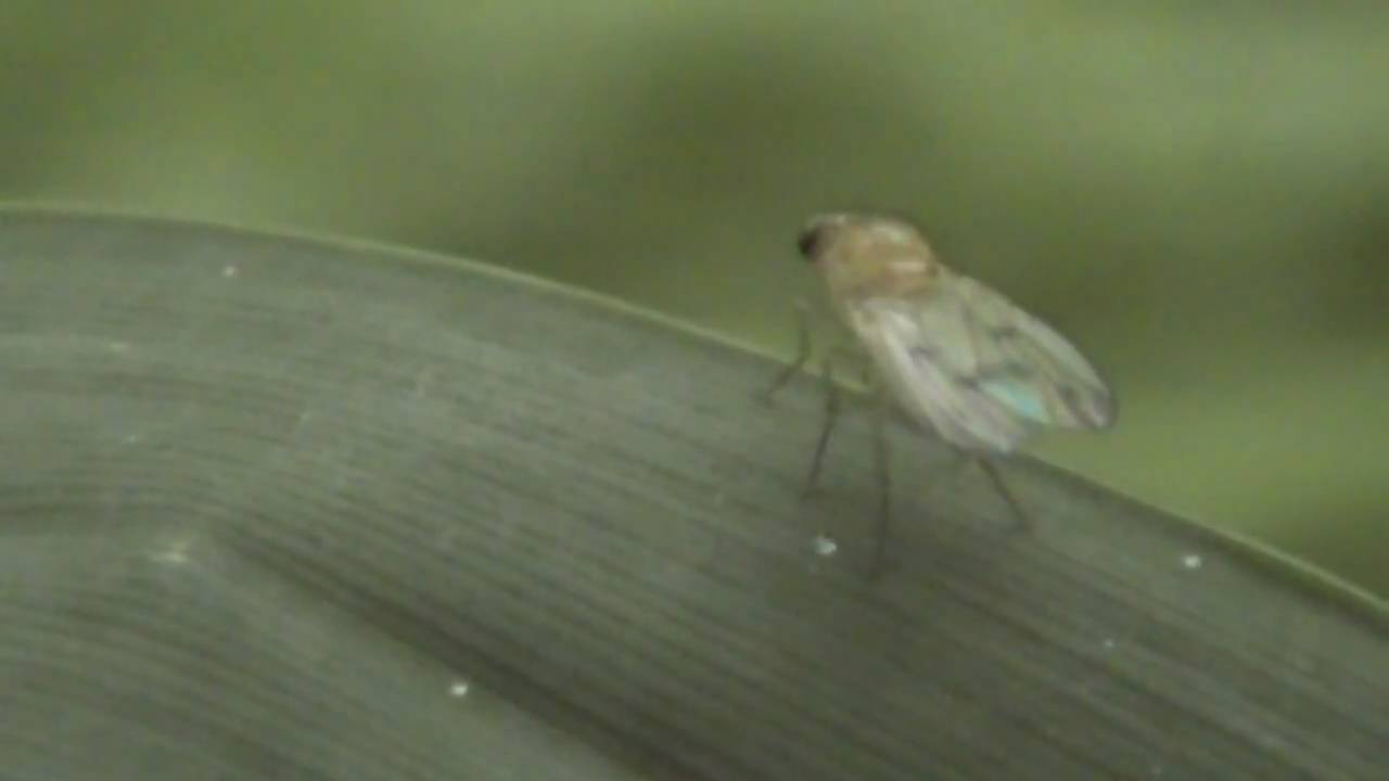 Seed or Cocoon (HD) - YouTube