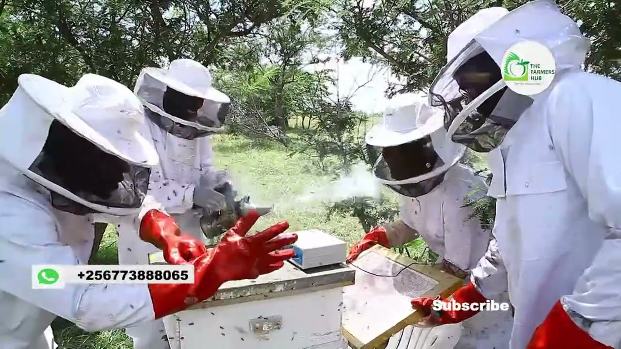 HOW TO EXTRACT BEE VENOM | Bee venom is a colorless, acidic liquid ...