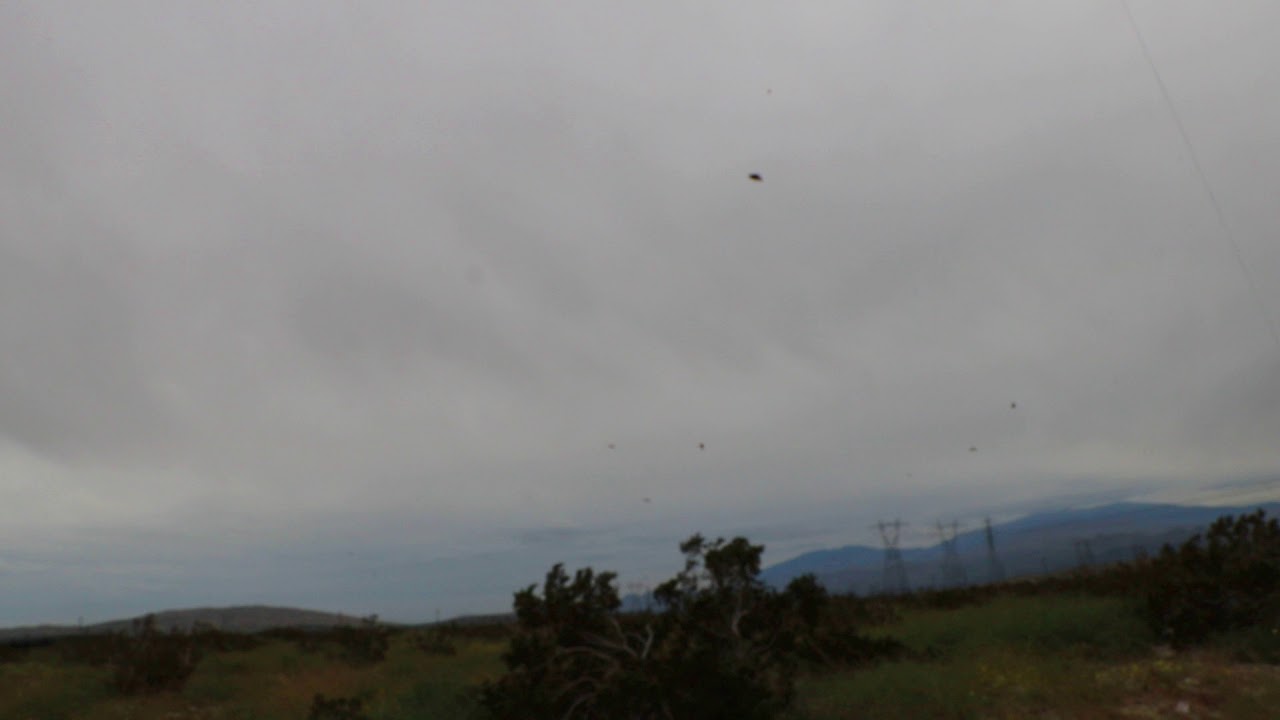 Painted Lady Butterfly Migration - YouTube