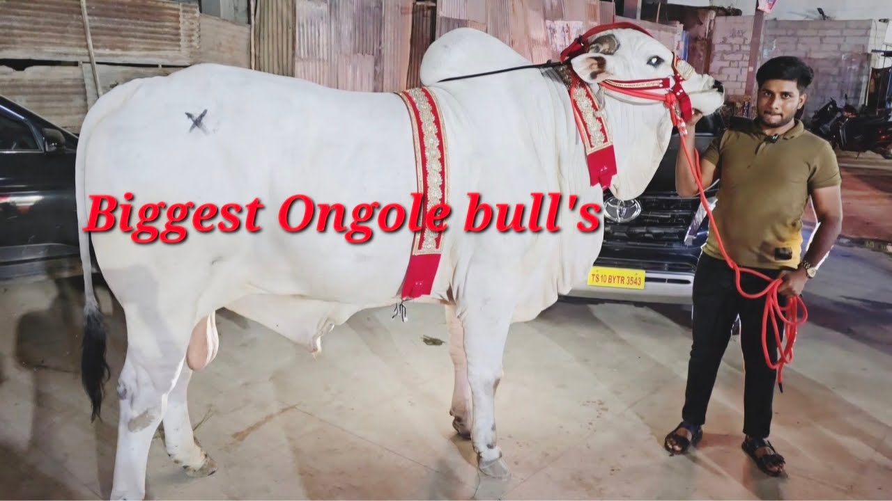 Top quality biggest Ongole bull's in Fateh Darwaza | deoni bull ...
