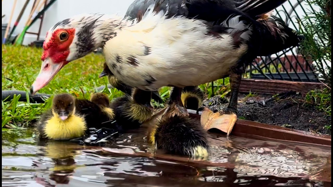 Muscovy Duck Family | Busy Morning - YouTube