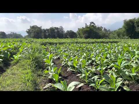 Pokok tembakau - YouTube