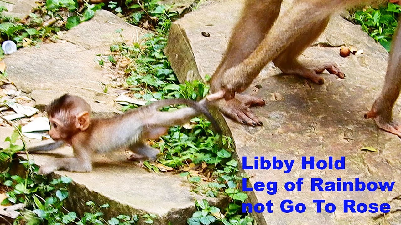 Libby hold leg of BB Rainbow very tightly Libby worry Rainbow run to see Rose - YouTube
